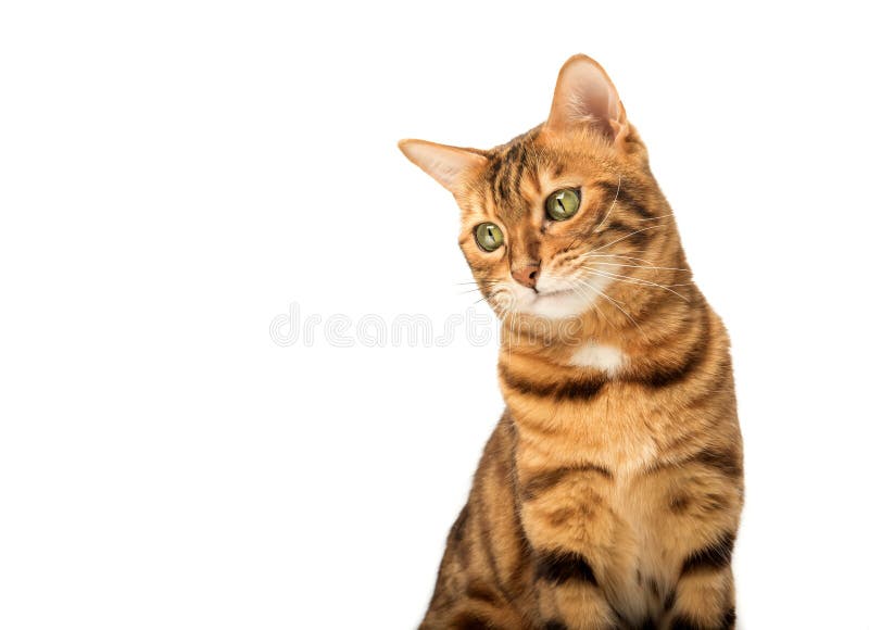Funny Muzzle of a Bengal Cat with a Displeased Expression Stock Photo ...