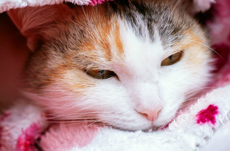 Funny napping cat stock photo. Image of domestic, soft - 161169440