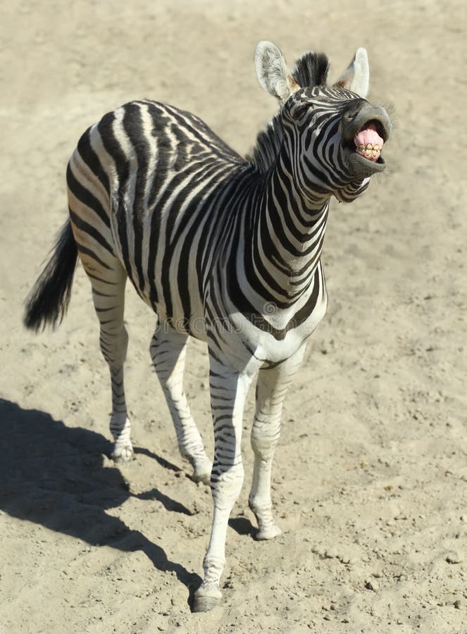 Funny Neighing Zebra in Zoo Stock Photo - Image of black, herbivore ...