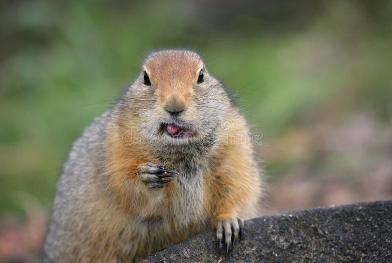 Funny northern gopher stock photo. Image of food, satisfied - 4620630