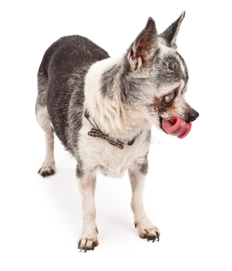Funny Old Chihuahua Dog with Tongue Out Stock Image - Image of purebred ... Funny Old Chihuahua Dog with Tongue Out Stock Image - Image of purebred ...
