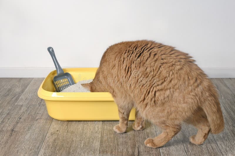 Funny Orange Cat Looking Curious Inside a Litter Box. Stock Image ...