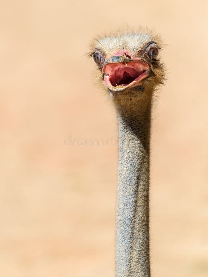 Funny Ostrich Bird Portrait Stock Image - Image of beak, eyes: 83492781