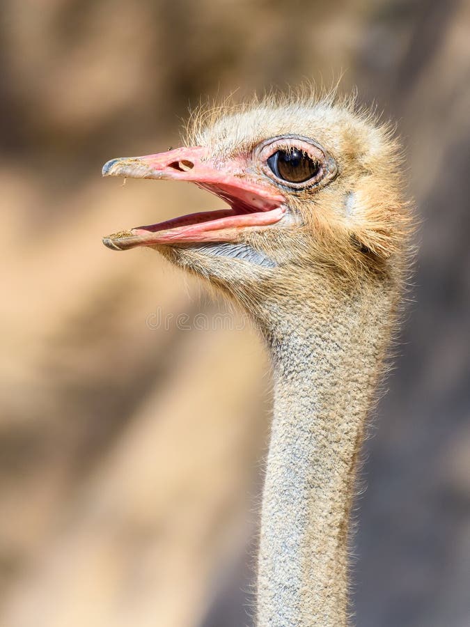Funny Ostrich Bird Portrait Stock Photo - Image of stare, portrait ...