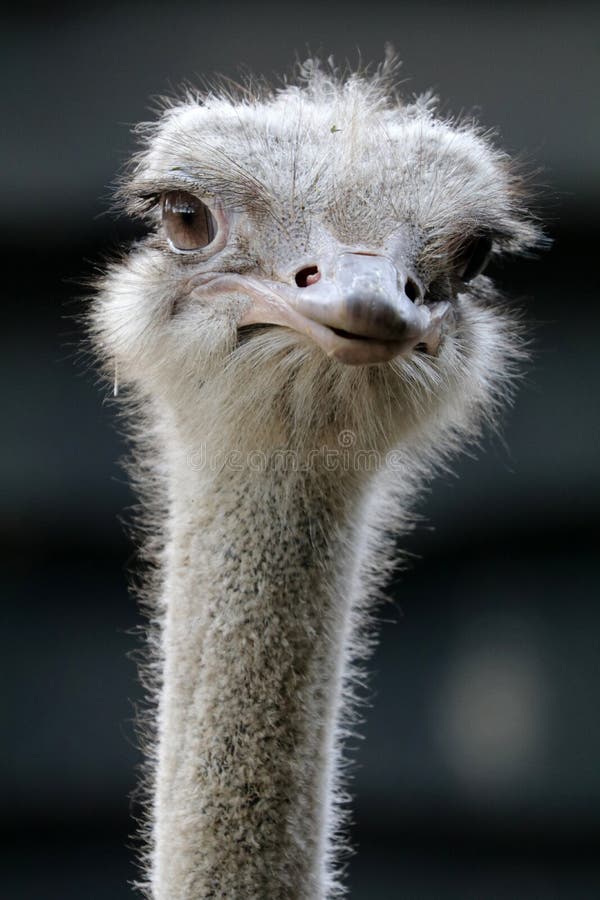 187 Stupid Ostrich Stock Photos - Free & Royalty-Free Stock Photos from ...