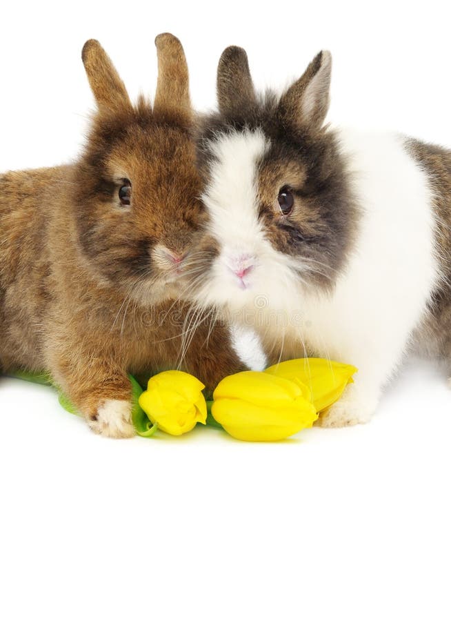 Funny Pair Of Rabbits With Tulips Stock Image - Image of clean, cute ...