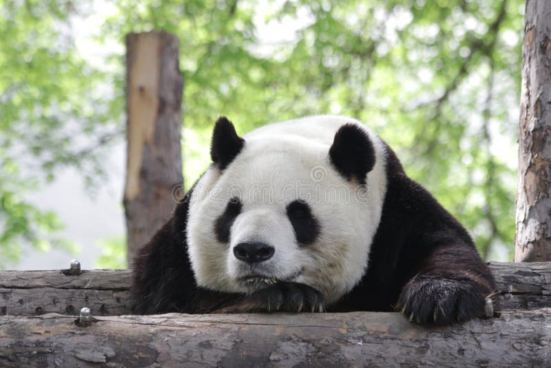 Fluffy Giant Panda in Beijing, China Stock Photo - Image of cuddly ...