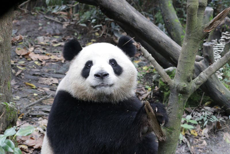 Cute Giant Panda in China stock image. Image of melanoleuca - 178922957