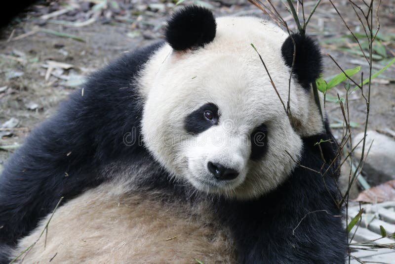 Cute Giant Panda in China, Round Face Panda Stock Photo - Image of ...
