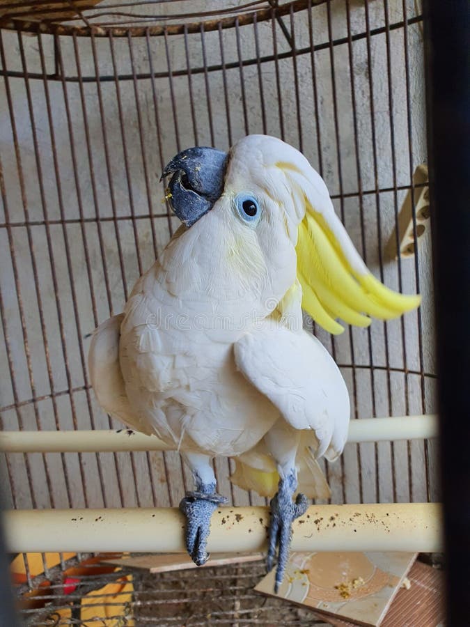 Lustiger Papagei, Der Ein Jucken Verkratzt Vogel Memes, Stockfoto ...