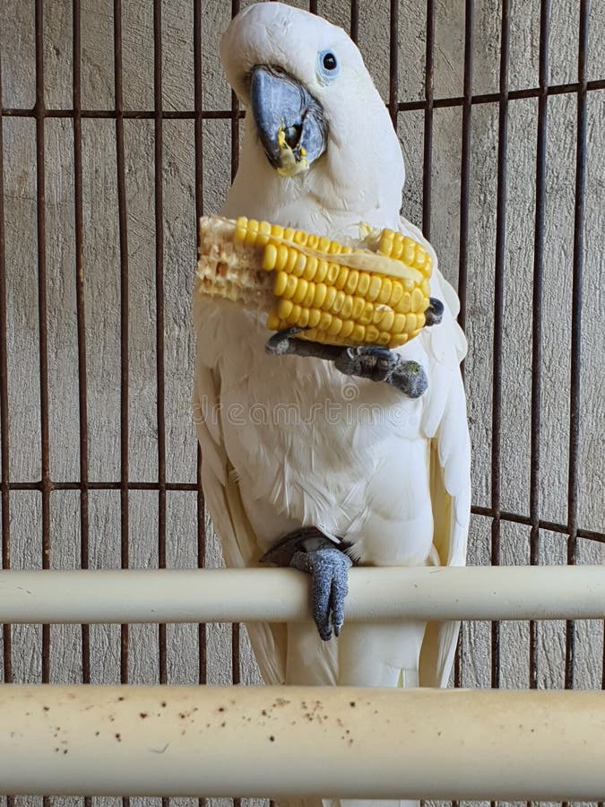 A Funny Parrot is Eating Corn in Cage Stock Photo - Image of corn, bird ...