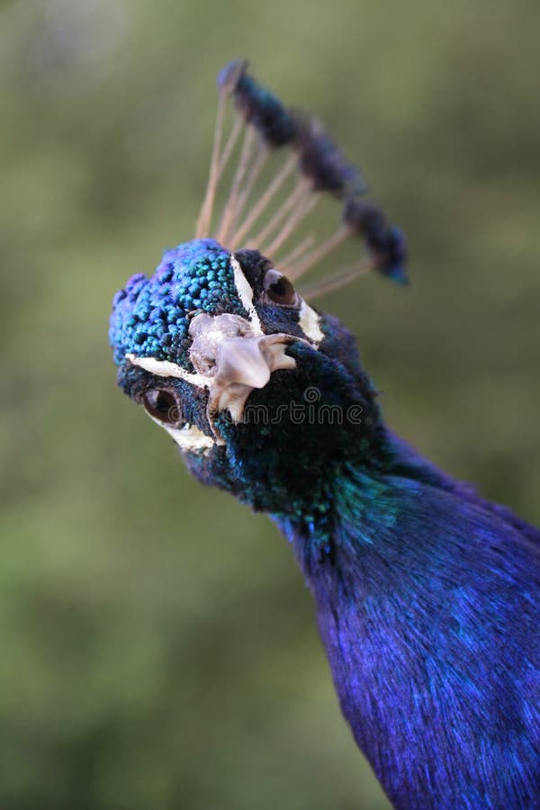 Funny Peacock Wallpaper Uk