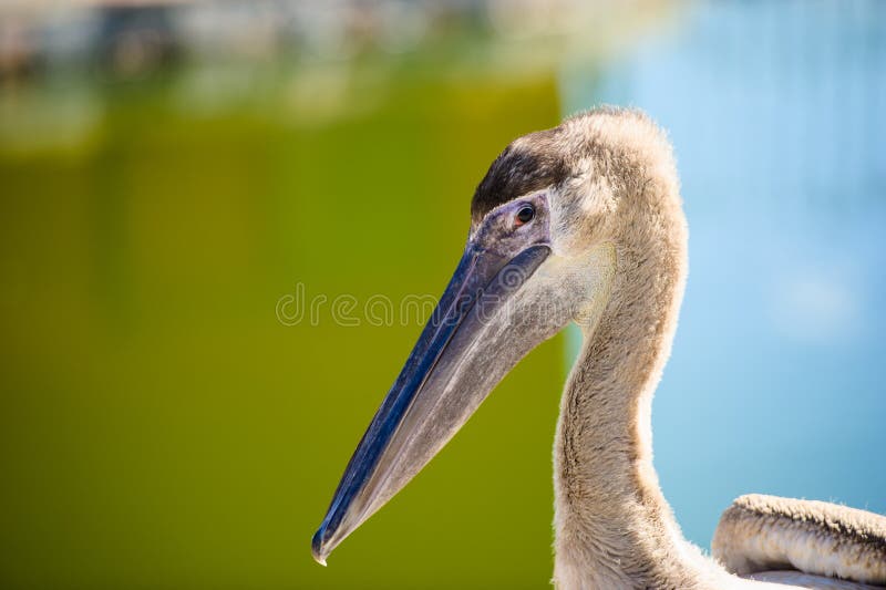 Funny Pelican with Mouth Wide Open Standing and Catching a Fish. Stock ...