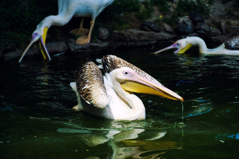 Funny Pelican with Mouth Wide Open Standing and Catching a Fish. Stock ...