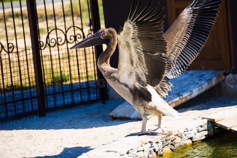 Funny Pelican with Mouth Wide Open Standing and Catching a Fish. Stock ...