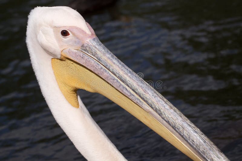 Funny pelican stock photo. Image of beak, migratory, pink - 43458476