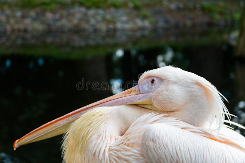Funny Pelican with Mouth Wide Open Standing and Catching a Fish. Stock ...