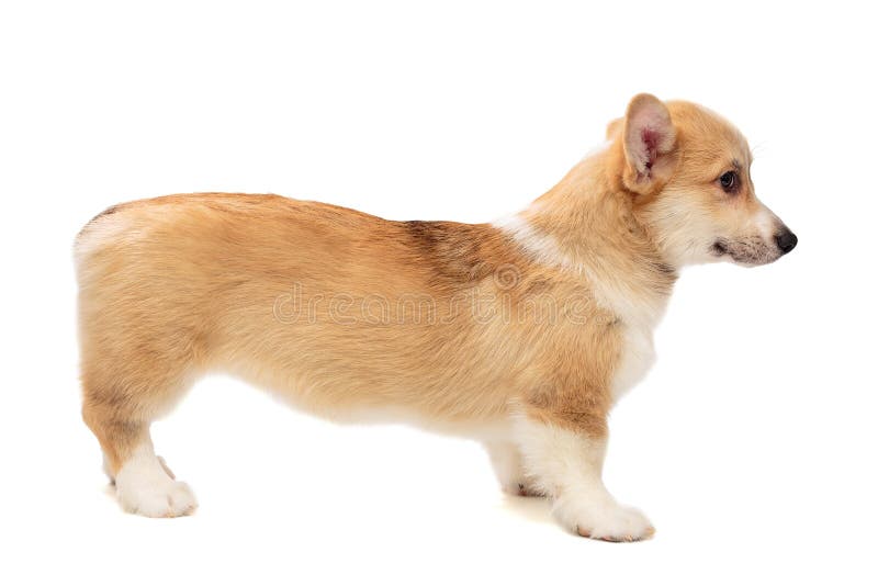 Funny Pembroke Corgi Puppy, Side View Stock Image - Image of purebred ...
