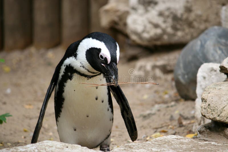 Funny Penguin stock image. Image of head, black, alive - 10925359
