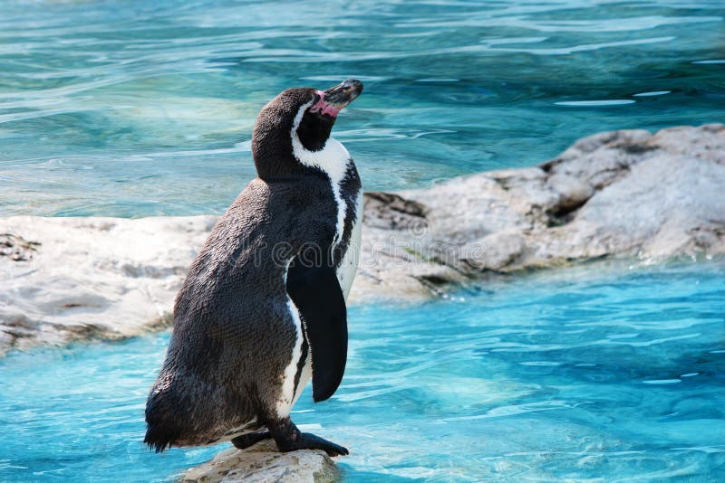 Funny Penguin Stock Photos - Download 4,488 Royalty Free Photos