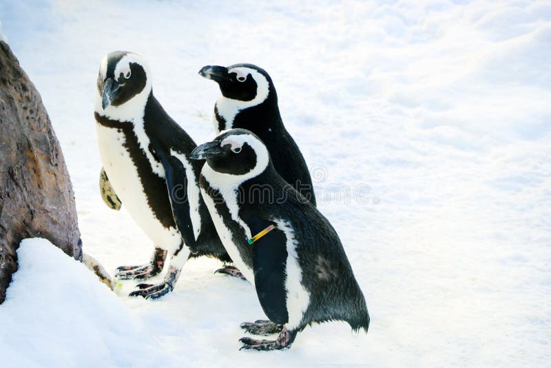 Funny Penguins Stand in the Snow on a Sunny Winter Day Stock Photo ...