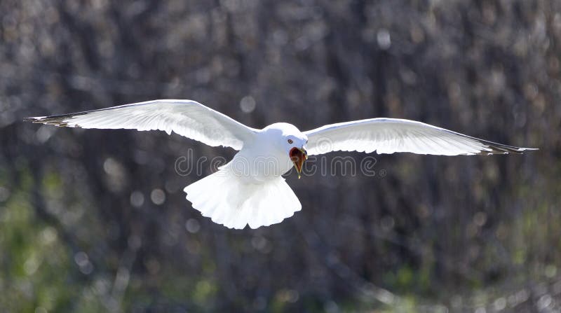 Funny Photo Crazy Screaming Gull Stock Photos - Free & Royalty-Free ...