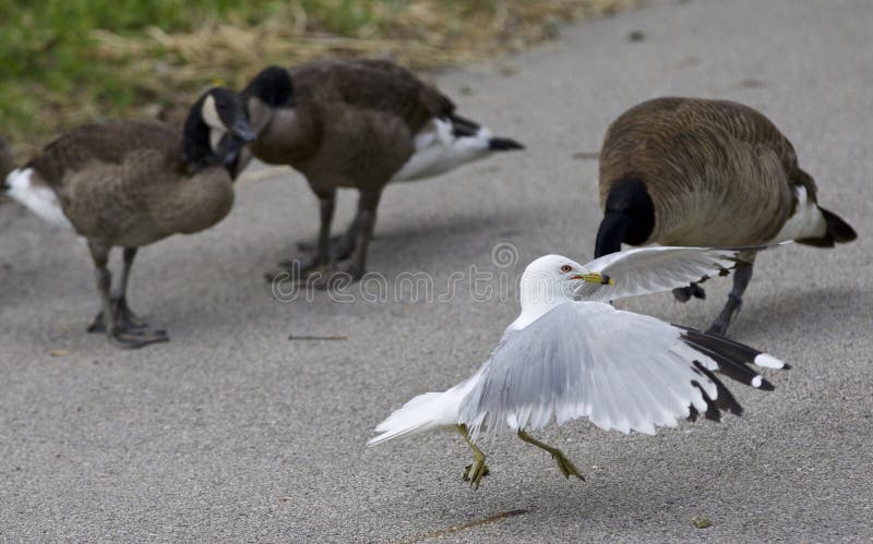 Funny Photo Gull Jumping Away Stock Photos - Free & Royalty-Free Stock ...