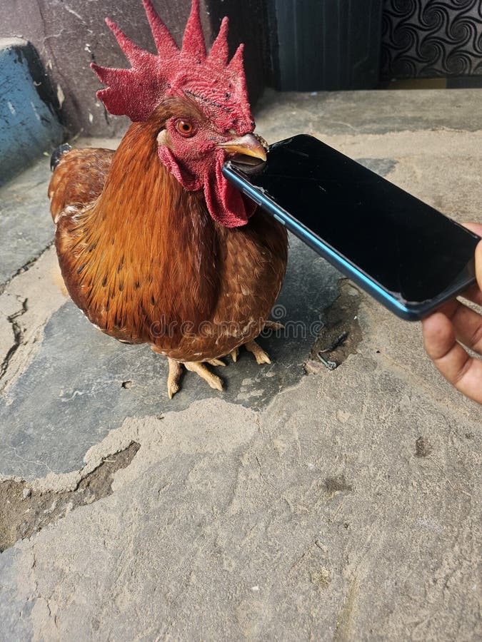 Funny Photo Rooster and Mobile with His Mouth Stock Image - Image of ...