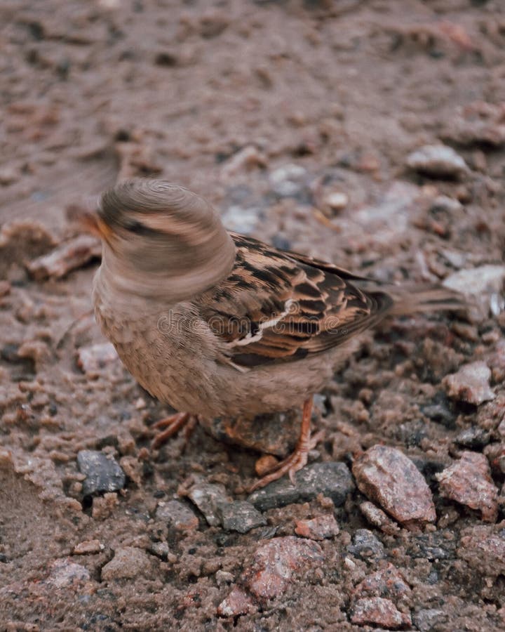 Funny Photo with Sparrow, Little Bird Stock Image - Image of bird ...