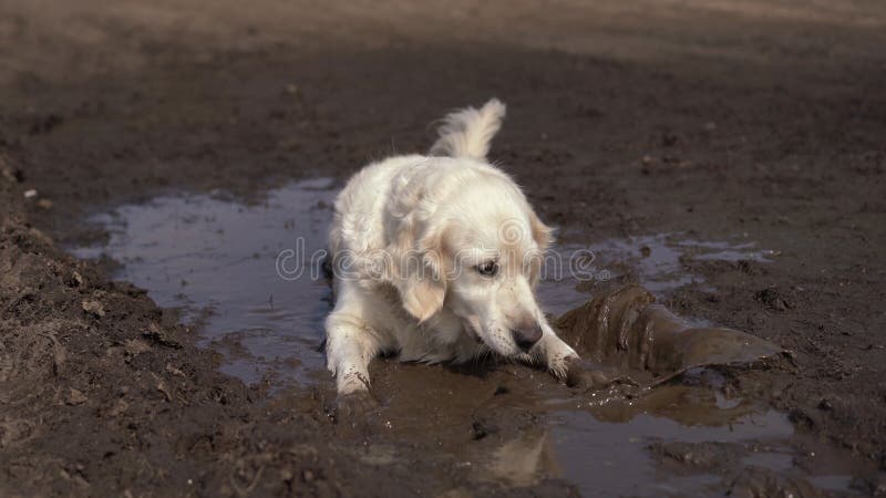 Funny Picture - a Beautiful Thoroughbred Dog with Joy Lying in a Muddy ...