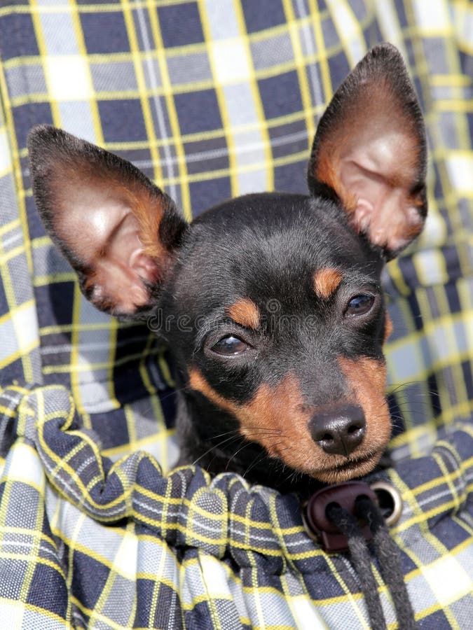 Funny Picture with Prague Rat-hunter Stock Photo - Image of funny ...