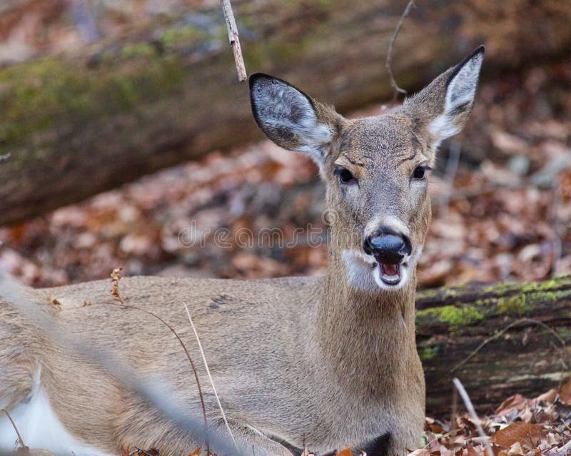 Funny Picture with the Screaming Deer Stock Image - Image of alert ...