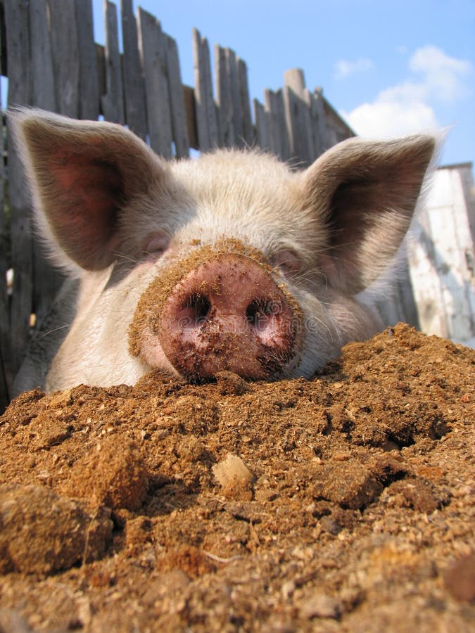 Funny pig stock image. Image of sawdust, countryside, pink - 7261349