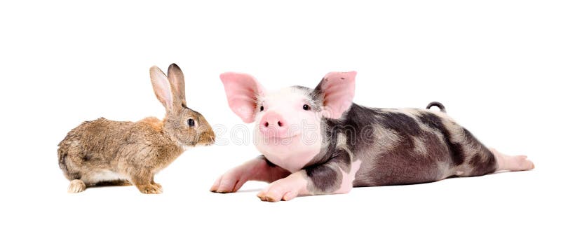 Curious Rabbit on the Capital Stock Image - Image of building, black ...