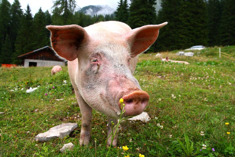 Mountain Pig Stock Photos - Download 946 Royalty Free Photos