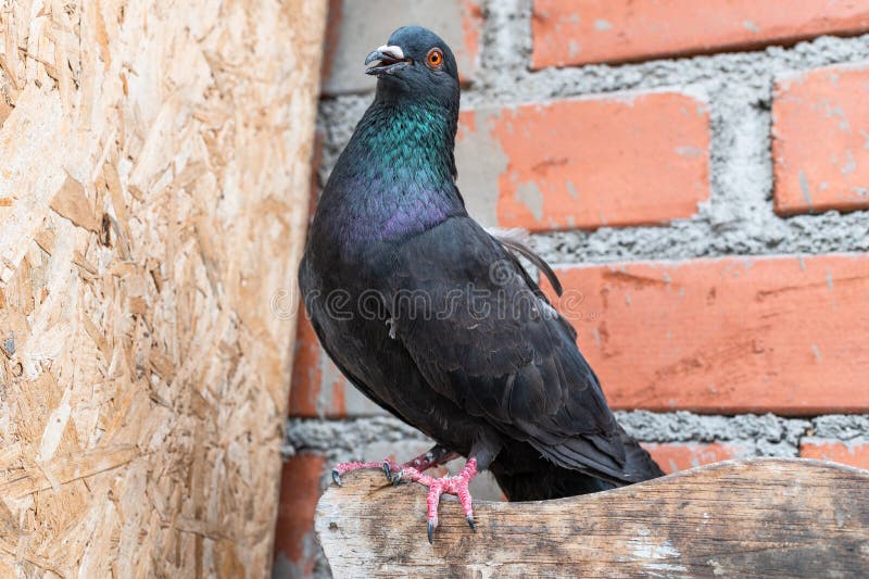 Funny Pigeon that Looks Like it& X27;s Talking. Stock Photo - Image of ...