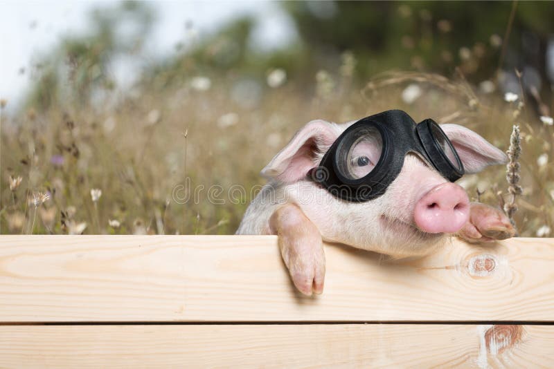 Funny piglet stock photo. Image of animals, small, village - 59742308