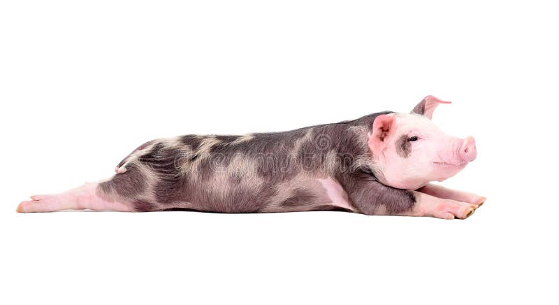 Pig Hind Legs Stock Photos - Free & Royalty-Free Stock Photos from ...