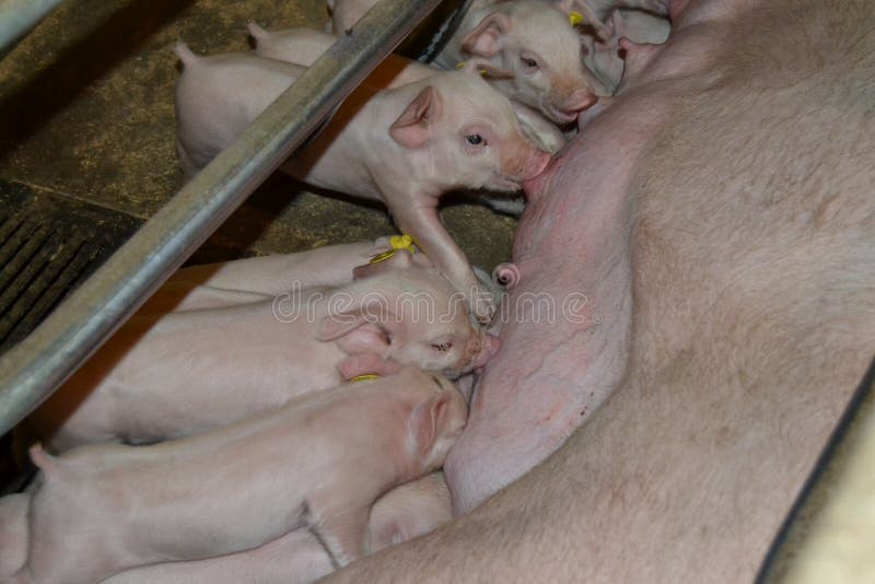 Funny piglets stock photo. Image of agriculture, animals - 47922930