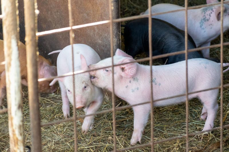 Funny Piglets in the Farm Behind the Fence Stock Image - Image of ...