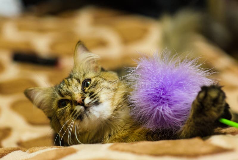 Funny playful cat stock image. Image of fluffy, adorable - 166195955