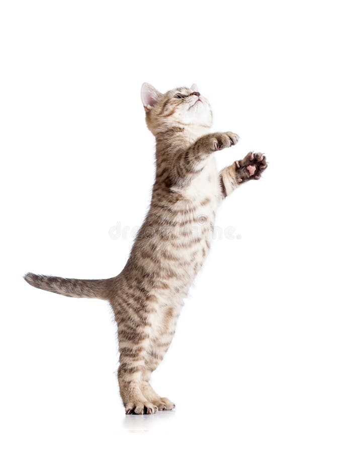 Funny playful cat standing stock image. Image of cuddly - 34892629