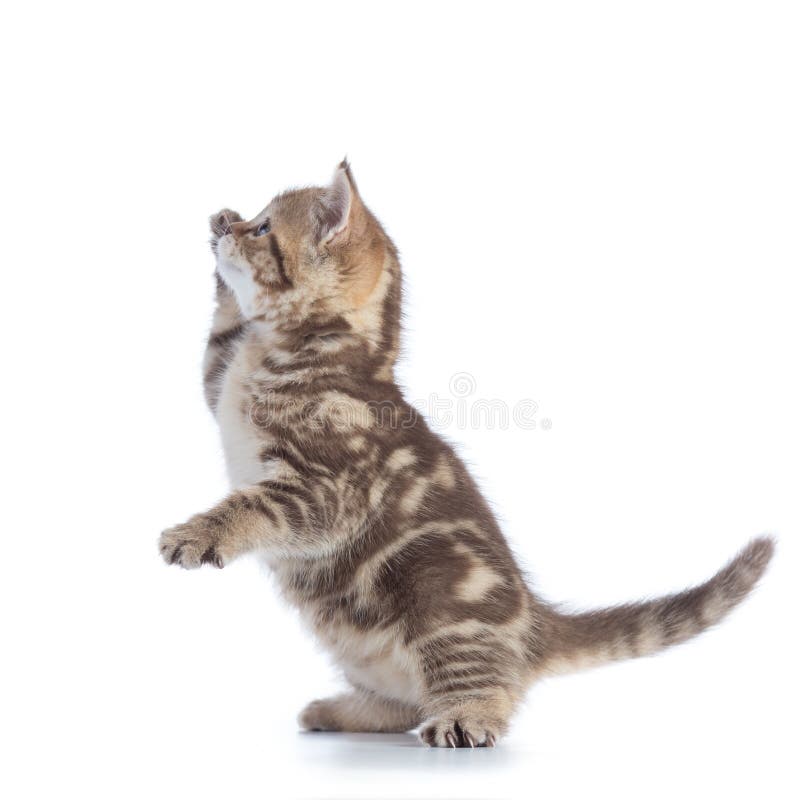 Funny Playful Cat is Standing Stock Photo - Image of healthy, breed ...