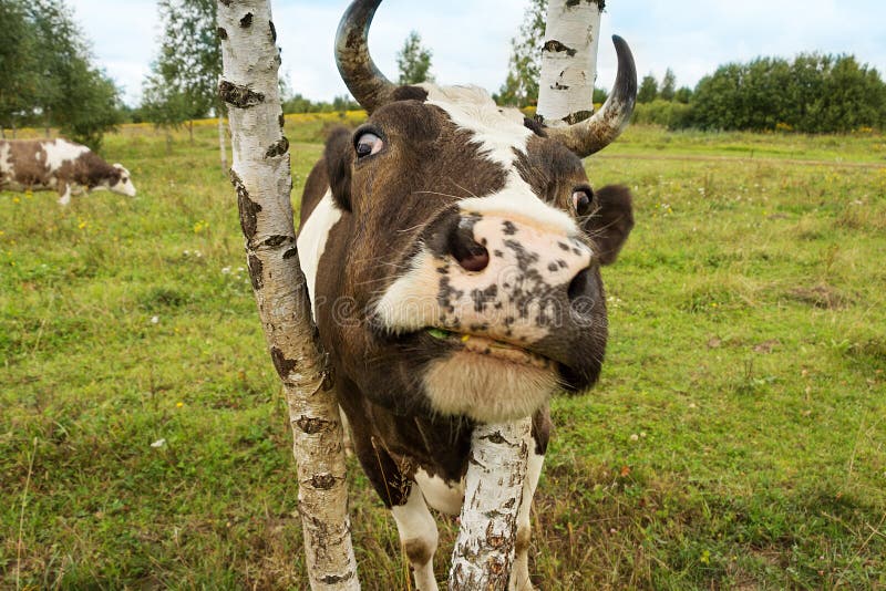 Funny playful cow stock photo. Image of seed, swiss - 206824590