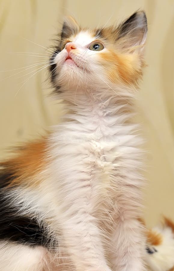 Funny Playful Fluffy Kitten Stock Photo - Image of color, claw: 72956710