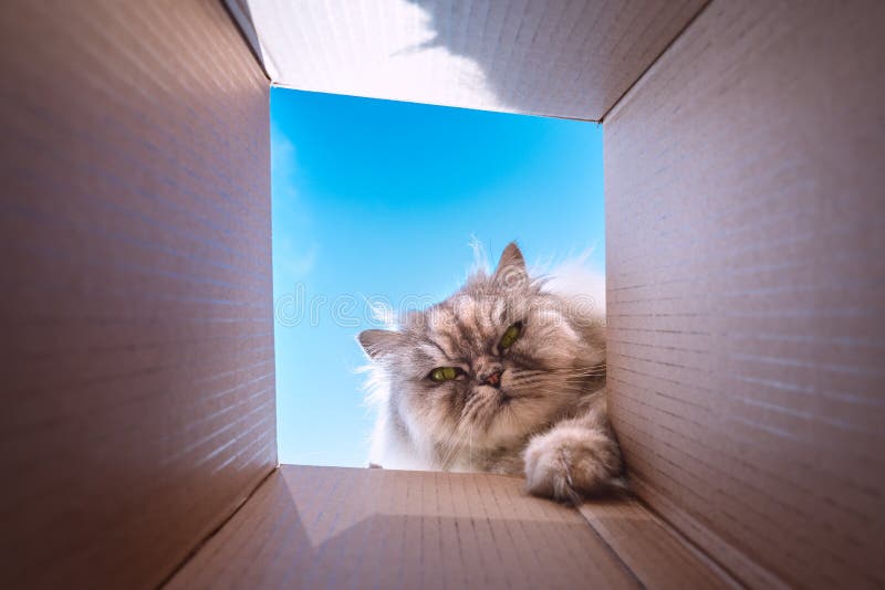 Funny Playful Grumpy Cat Looking Inside a Cardboard Box. Curious Cat ...