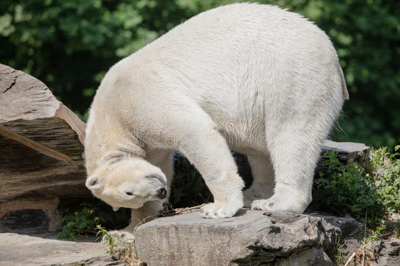 Funny Polar Bear. Polar Bear Sitting in a Funny Pose Stock Image ...