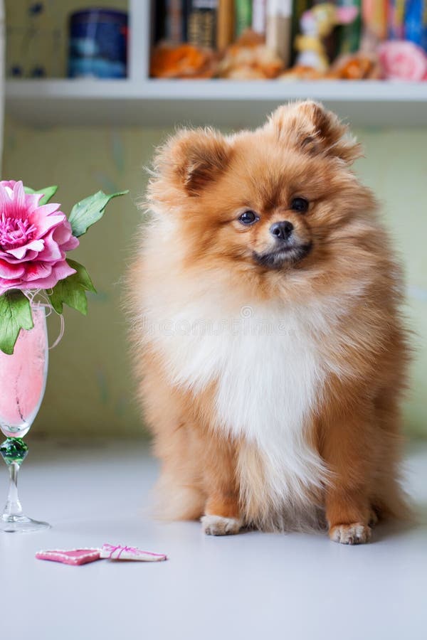 Funny Pomeranian Sitting in the Interior Stock Image - Image of ...