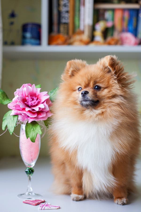 Funny Pomeranian with Toy Sitting in an Interior Stock Photo - Image of ...