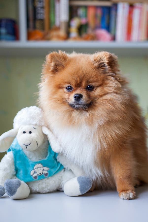 Funny Pomeranian with Toy Sitting in an Interior Stock Photo - Image of ...